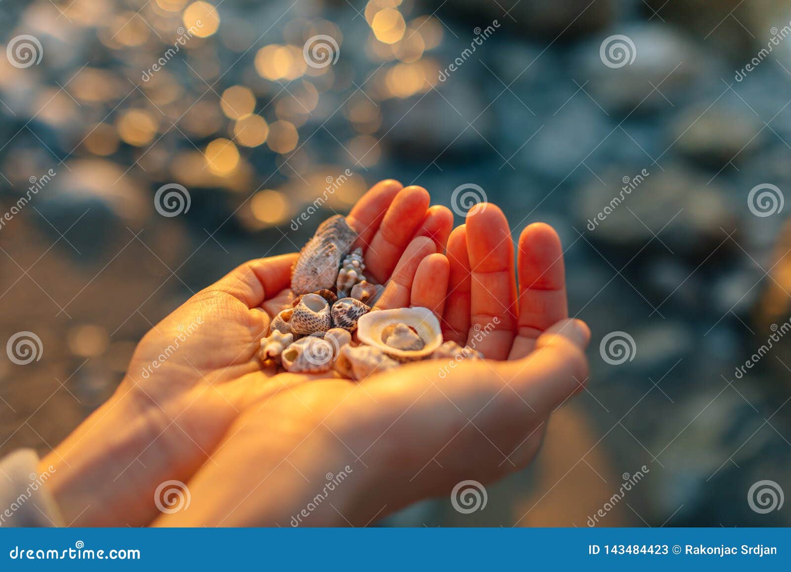 Sea shells in the hand. stock illustration. Illustration of ocean ...