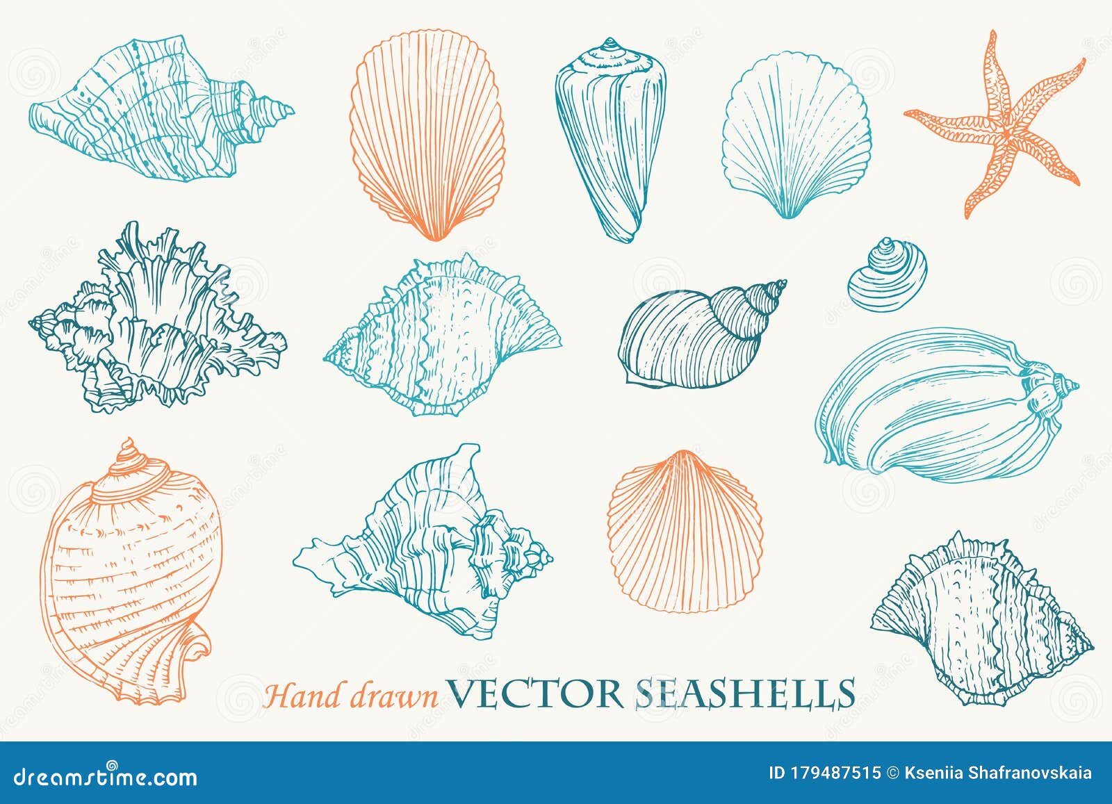 Sea Shells. Hand Drawn Marine Sketch Style Drawing Isolated Elements ...