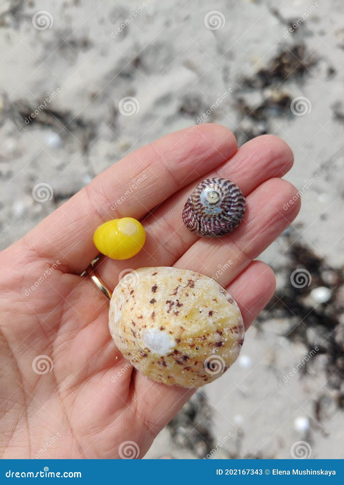 Sea Shells Hand Picked Unique Stock Image - Image of fruit, petal ...