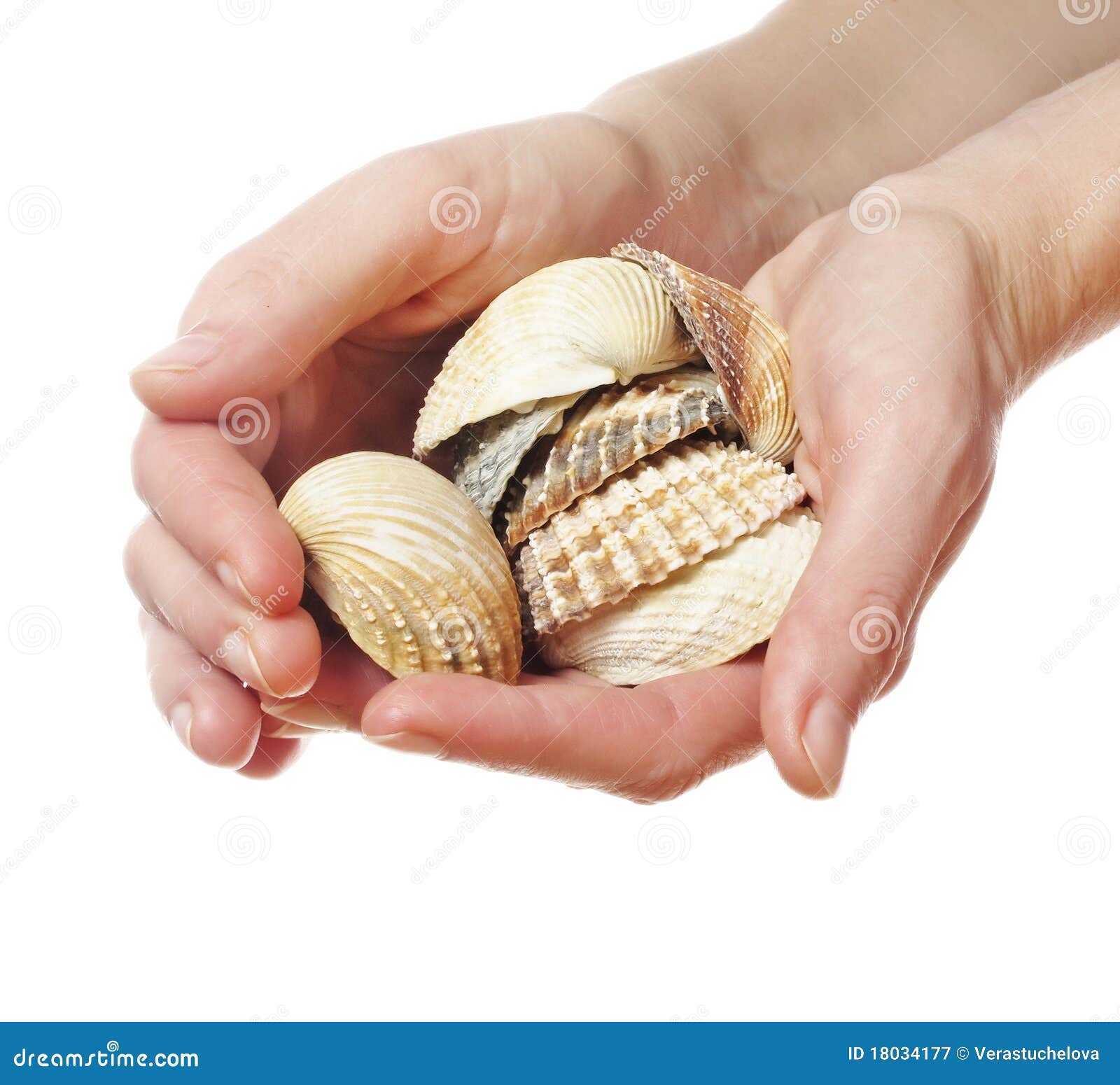 Sea shells in hands stock image. Image of communication - 18034177
