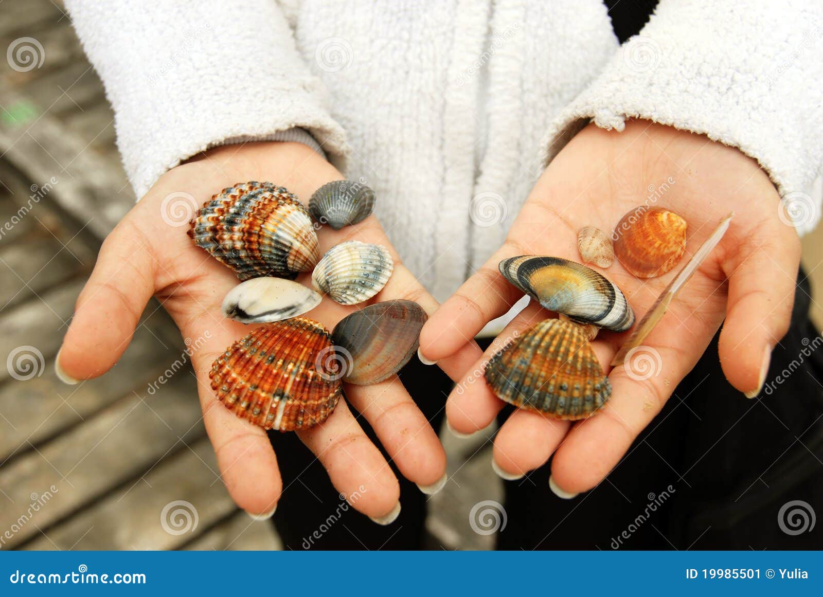 Sea Shells in hands stock image. Image of girl, beach - 19985501