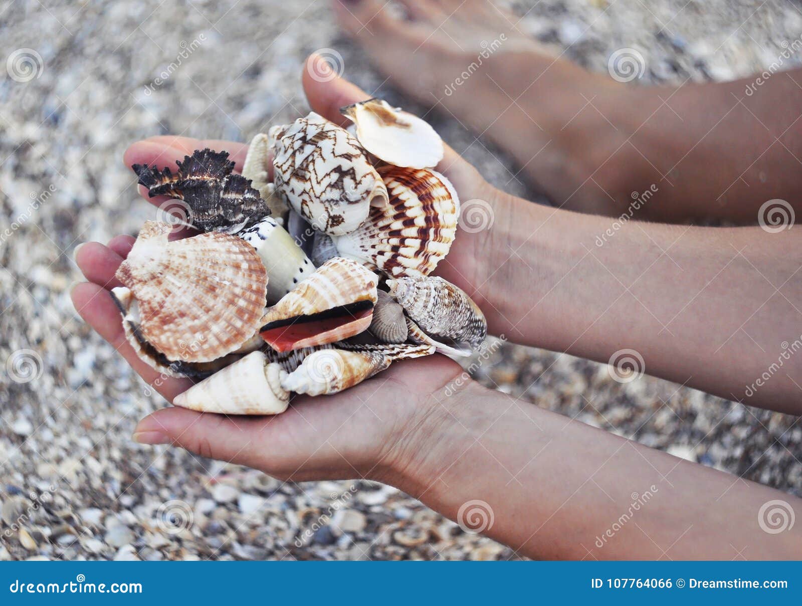 Sea Shells in the Hands on the Background of Sand and Shellfish Stock ...