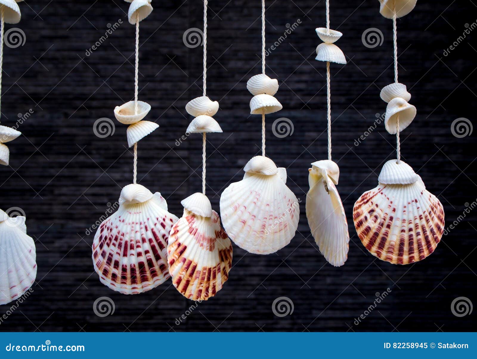 Sea shells hanging by rope stock image. Image of shell - 82258945