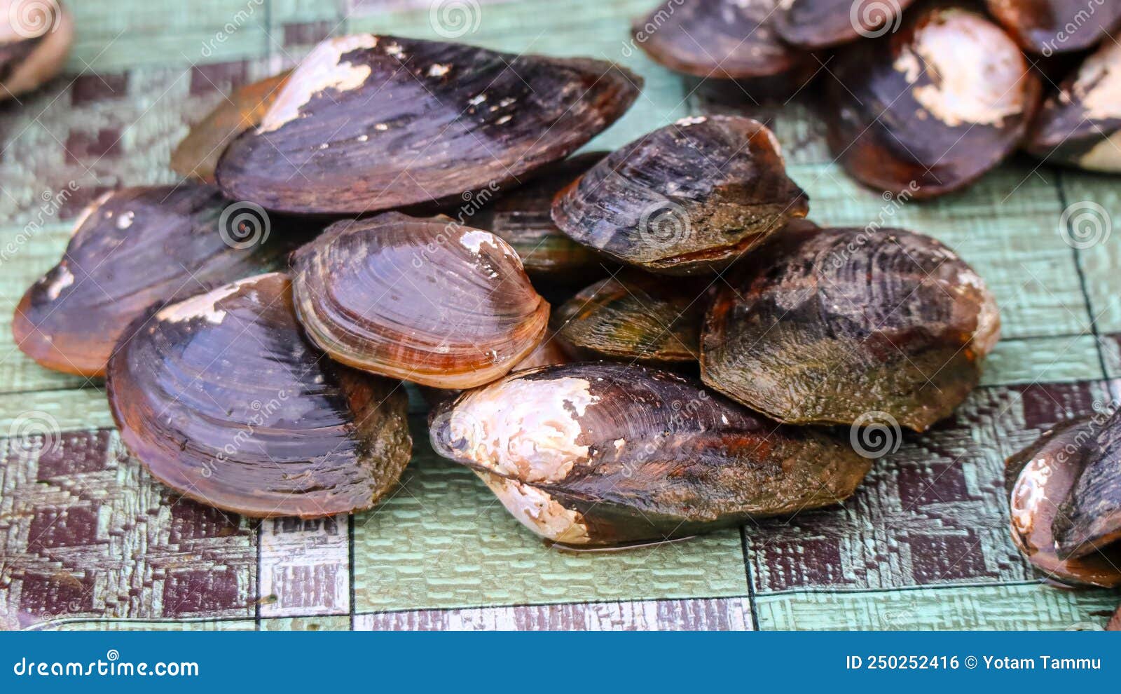 Sea Shells for Sale at a Traditional Market in Manokwari, West Papua ...