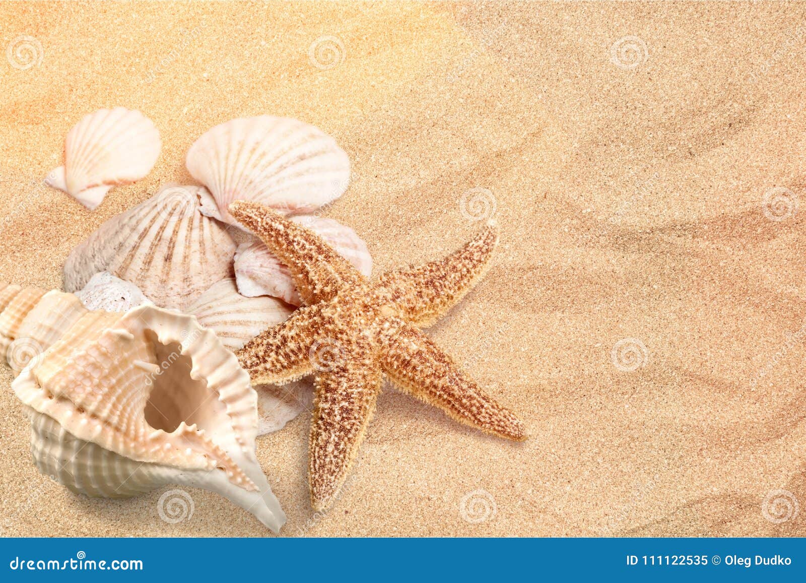 Sea Shells on Sandy Beach Background Stock Image - Image of shells ...