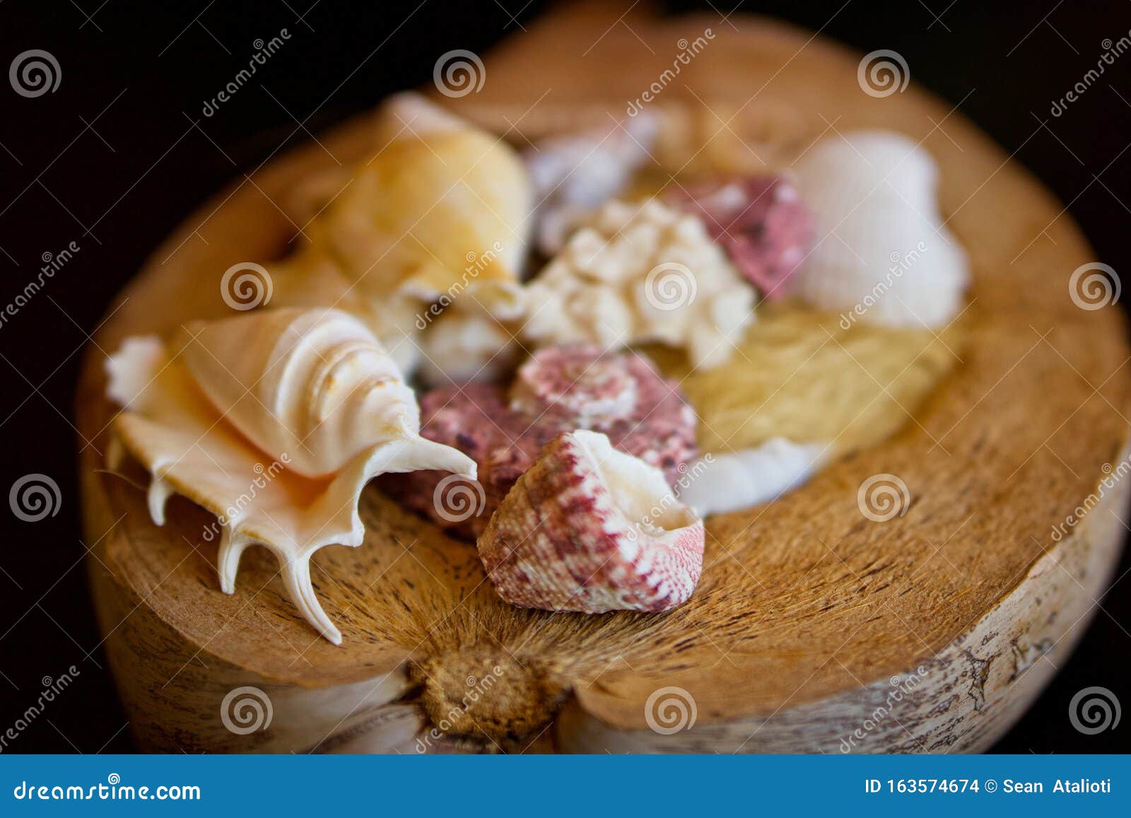 Sea Shells Inside of a Coconut Shell Stock Photo - Image of crafts ...