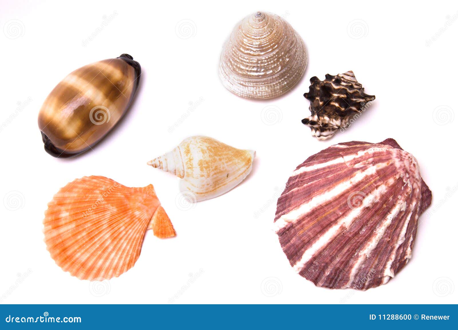 Sea shells isolated stock photo. Image of backgrounds - 11288600