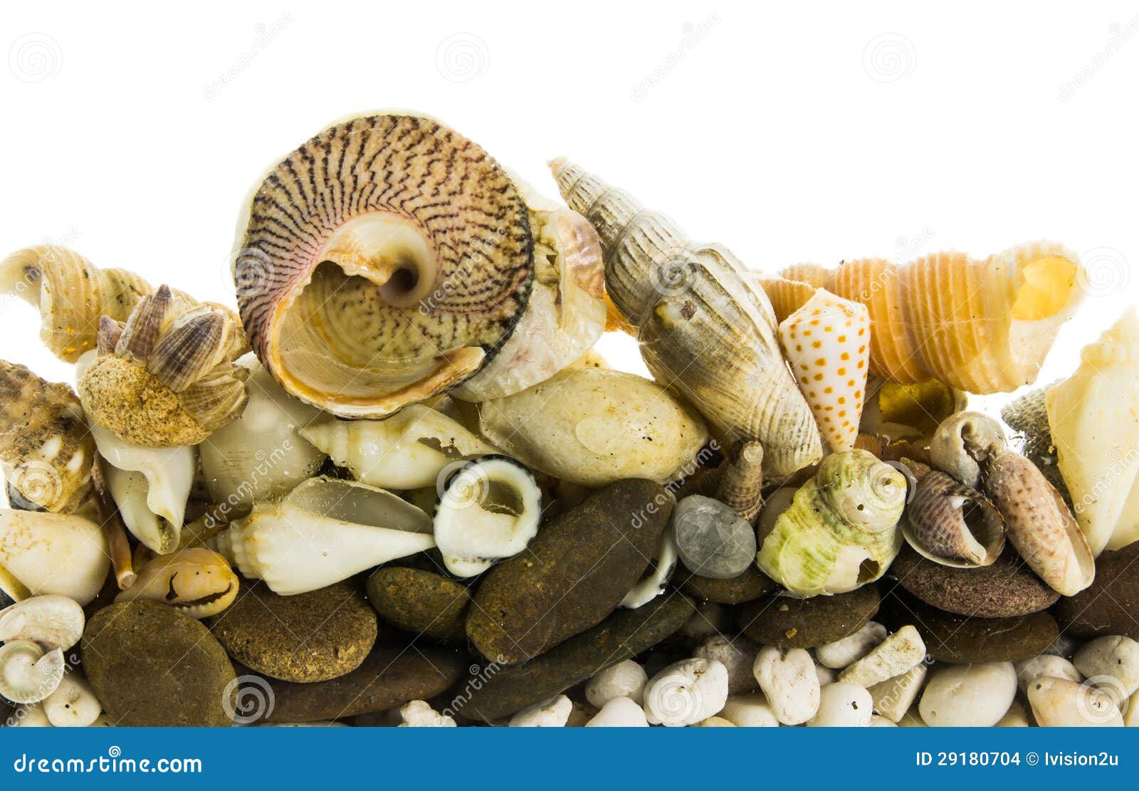 Sea shells isolated stock photo. Image of pattern, nature - 29180704