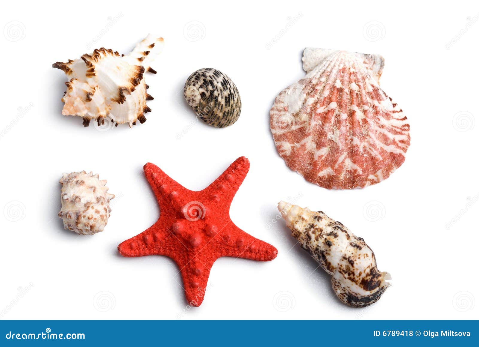 Sea shells isolated stock photo. Image of shell, color - 6789418
