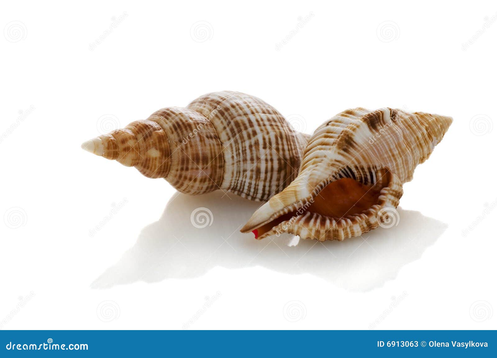 Sea shells isolated stock image. Image of aquatic, tourist - 6913063