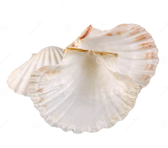 Sea Shells, Isolated, Cutout Stock Photo - Image of beautiful, pecten ...