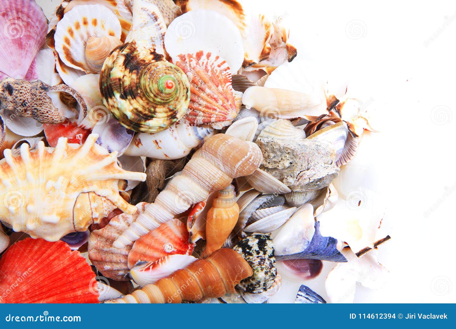 Sea shells isolated stock photo. Image of isolated, white - 114612394