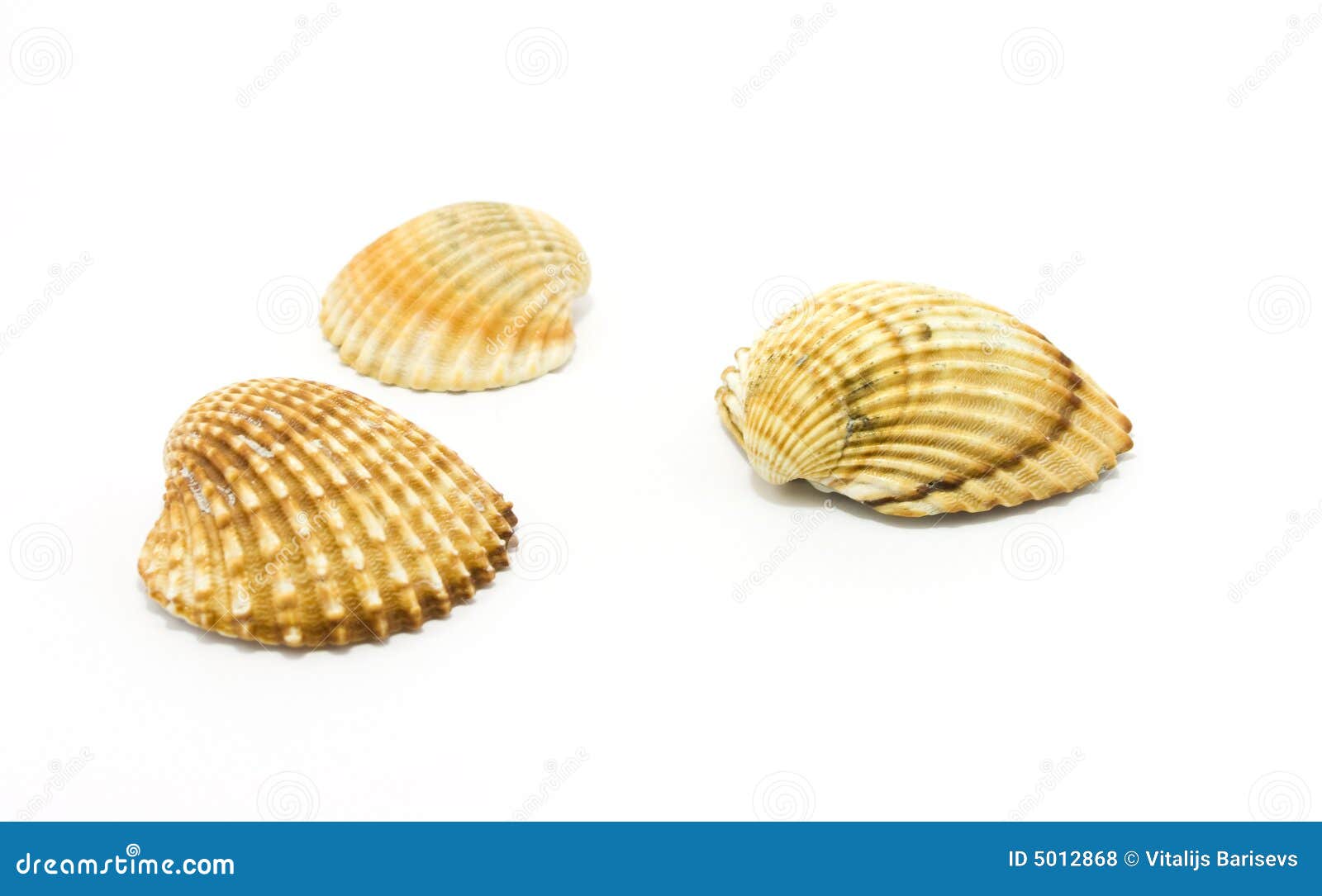 Sea Shells Isolated on White Stock Photo - Image of travel, nature: 5012868