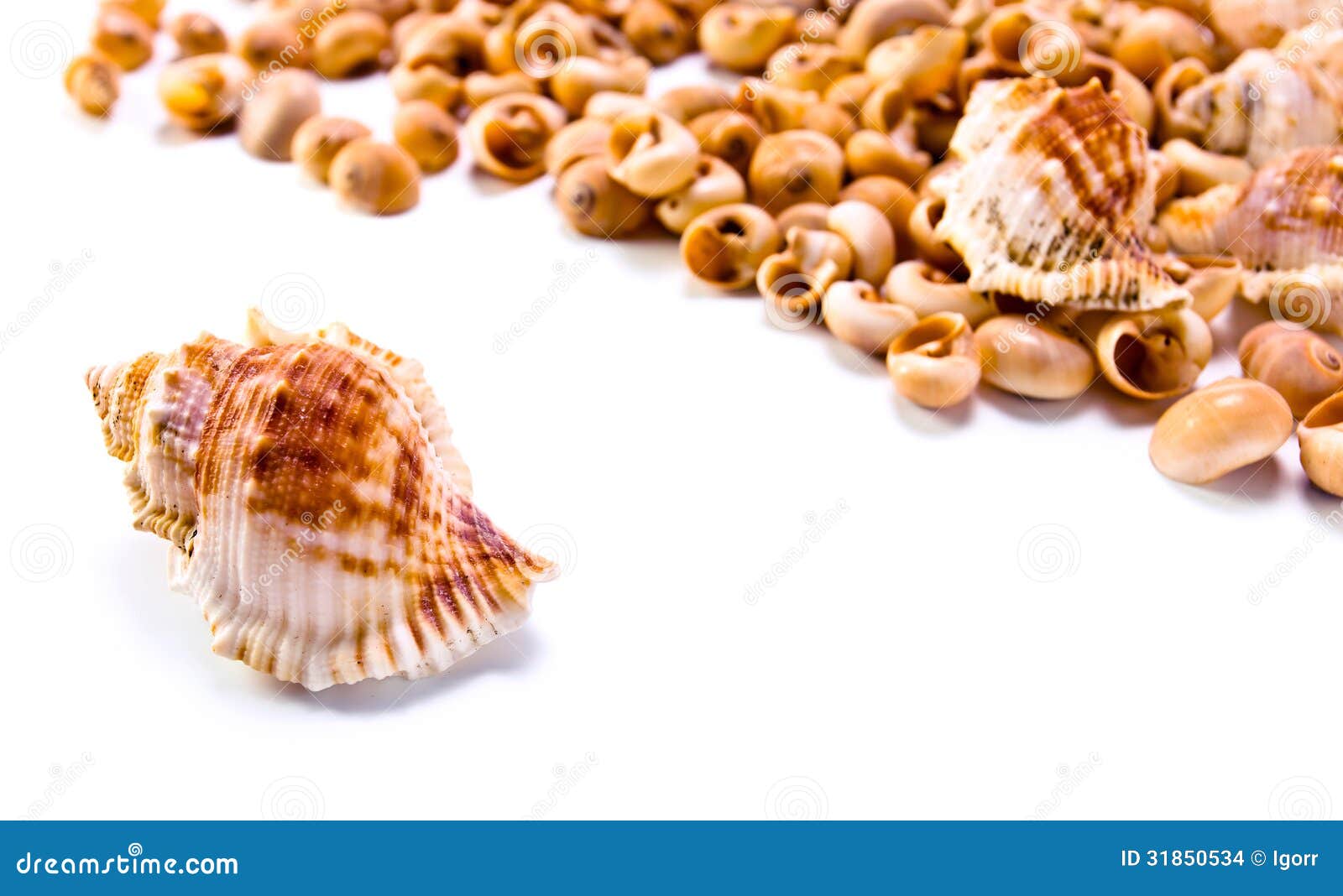Sea shells stock photo. Image of travel, pattern, isolated - 31850534