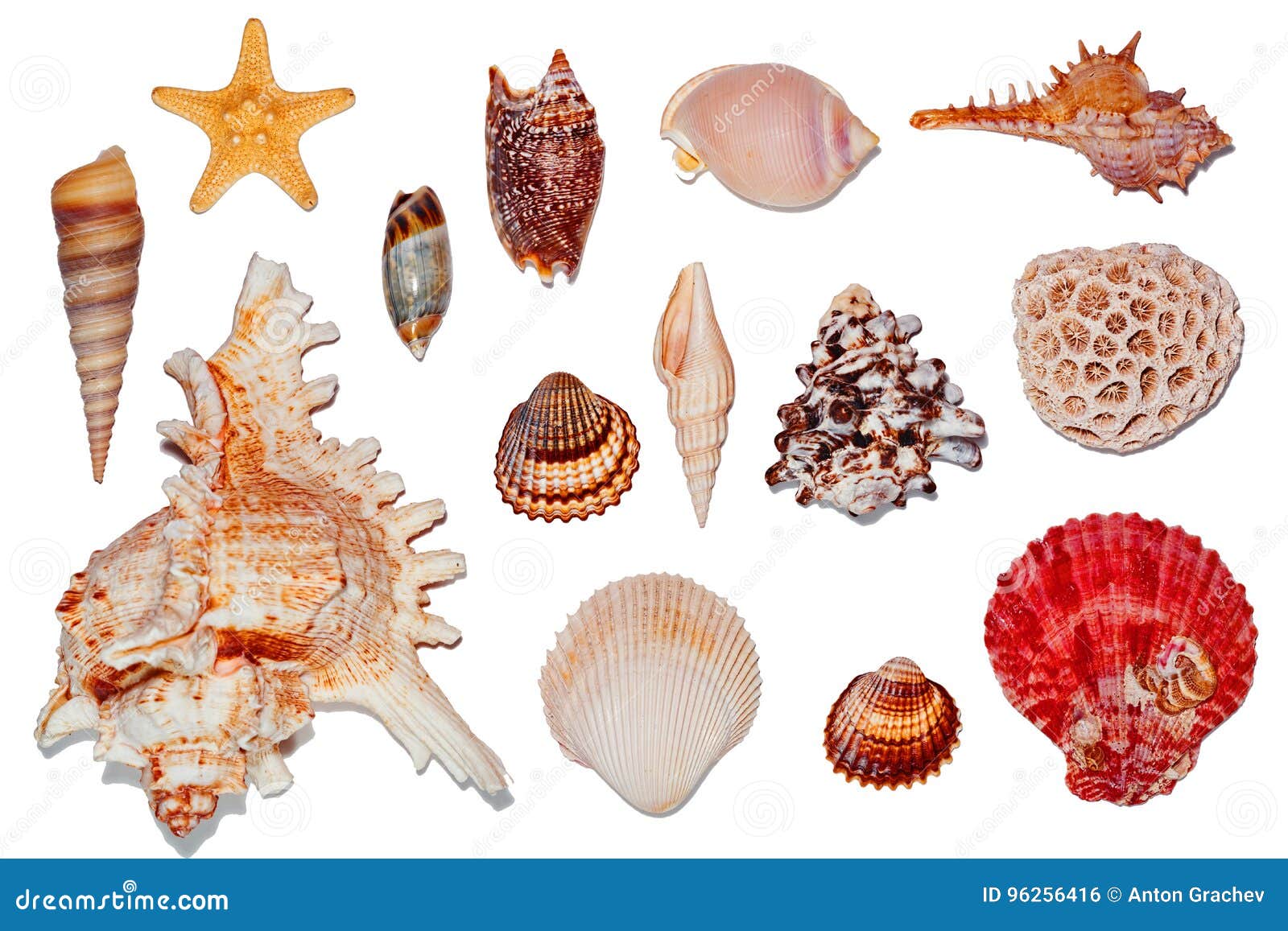 Sea Shells Isolated on White Background Stock Photo - Image of desk ...