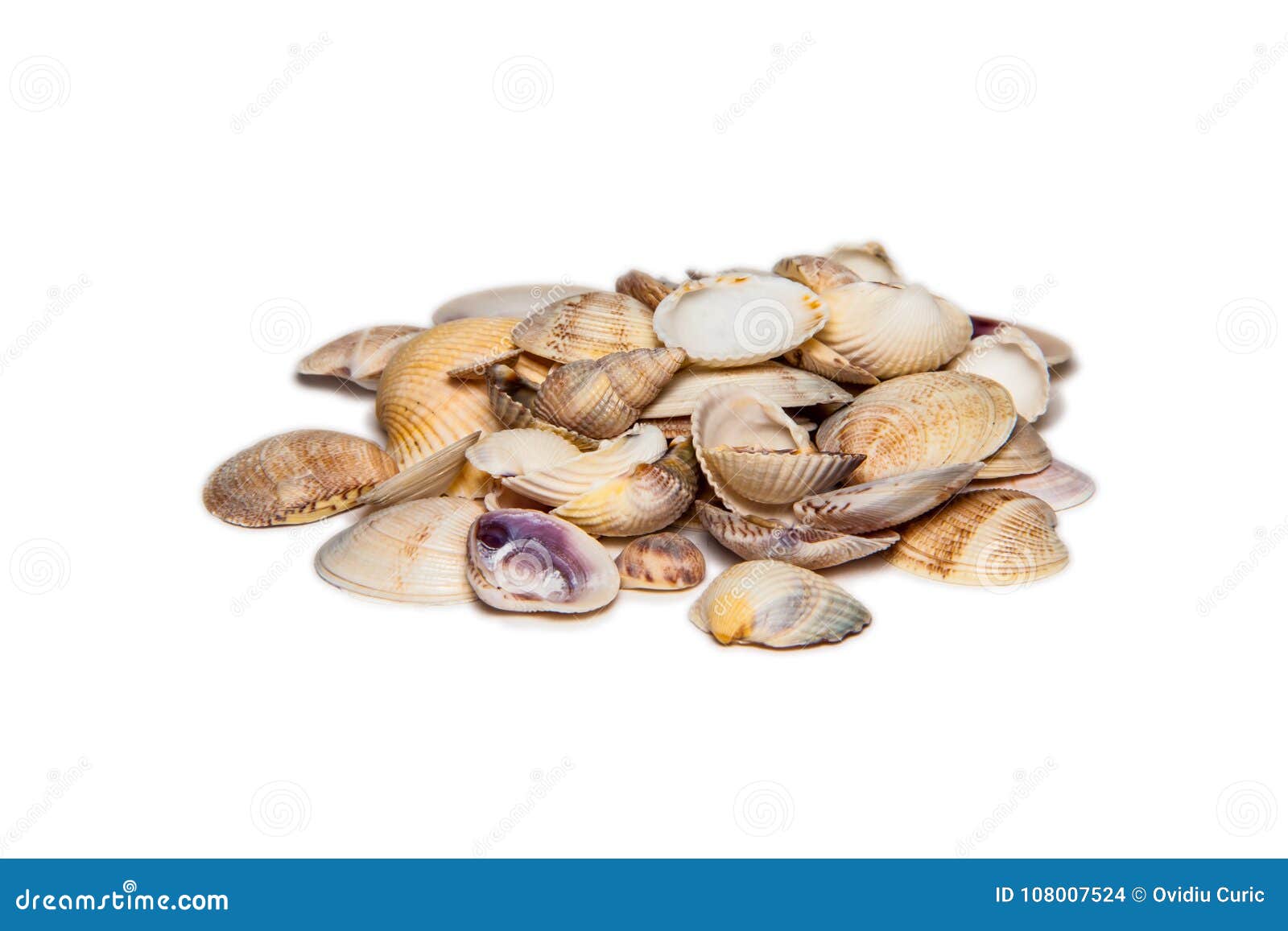 Sea Shells Isolated on White Background Stock Photo - Image of color ...