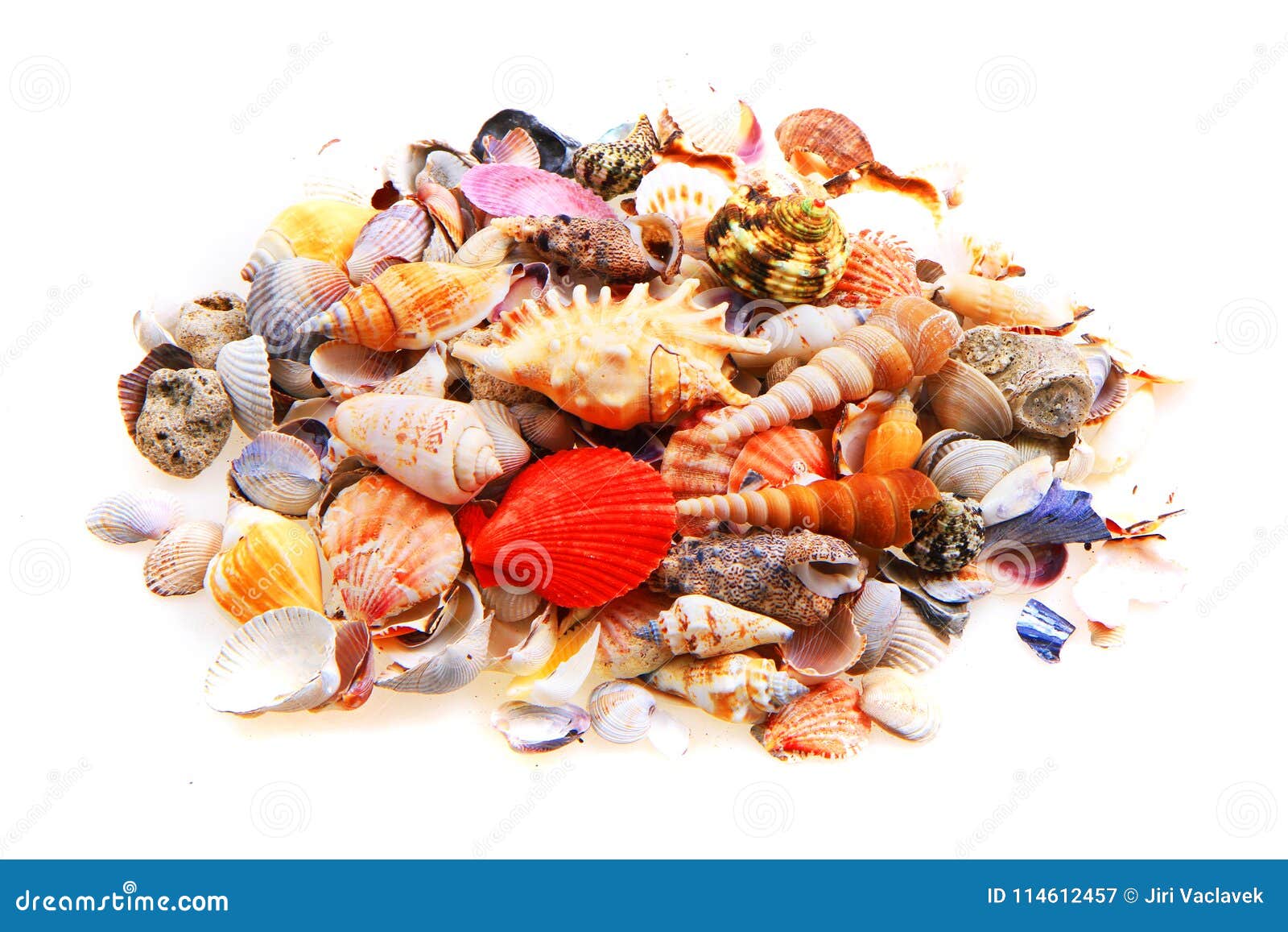 Sea shells isolated stock image. Image of isolated, natural - 114612457