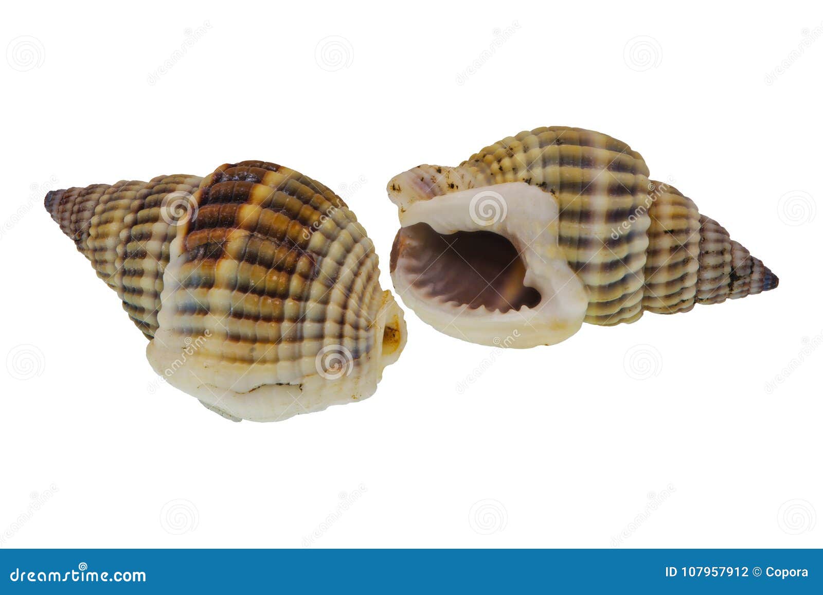 Sea Shells on a White Background Stock Photo - Image of animal ...