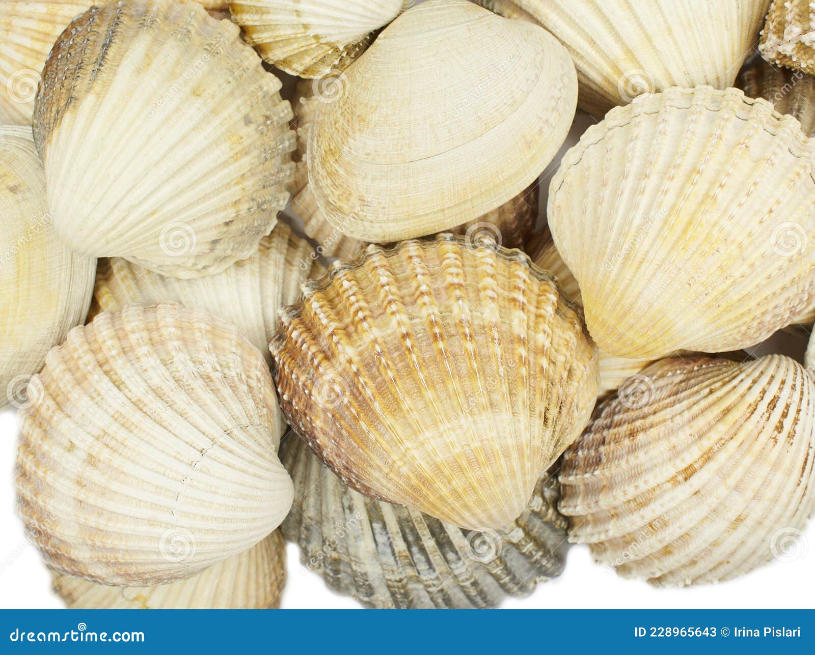 Sea Shells Isolated on White Background. Shell, Seashell or Conch ...