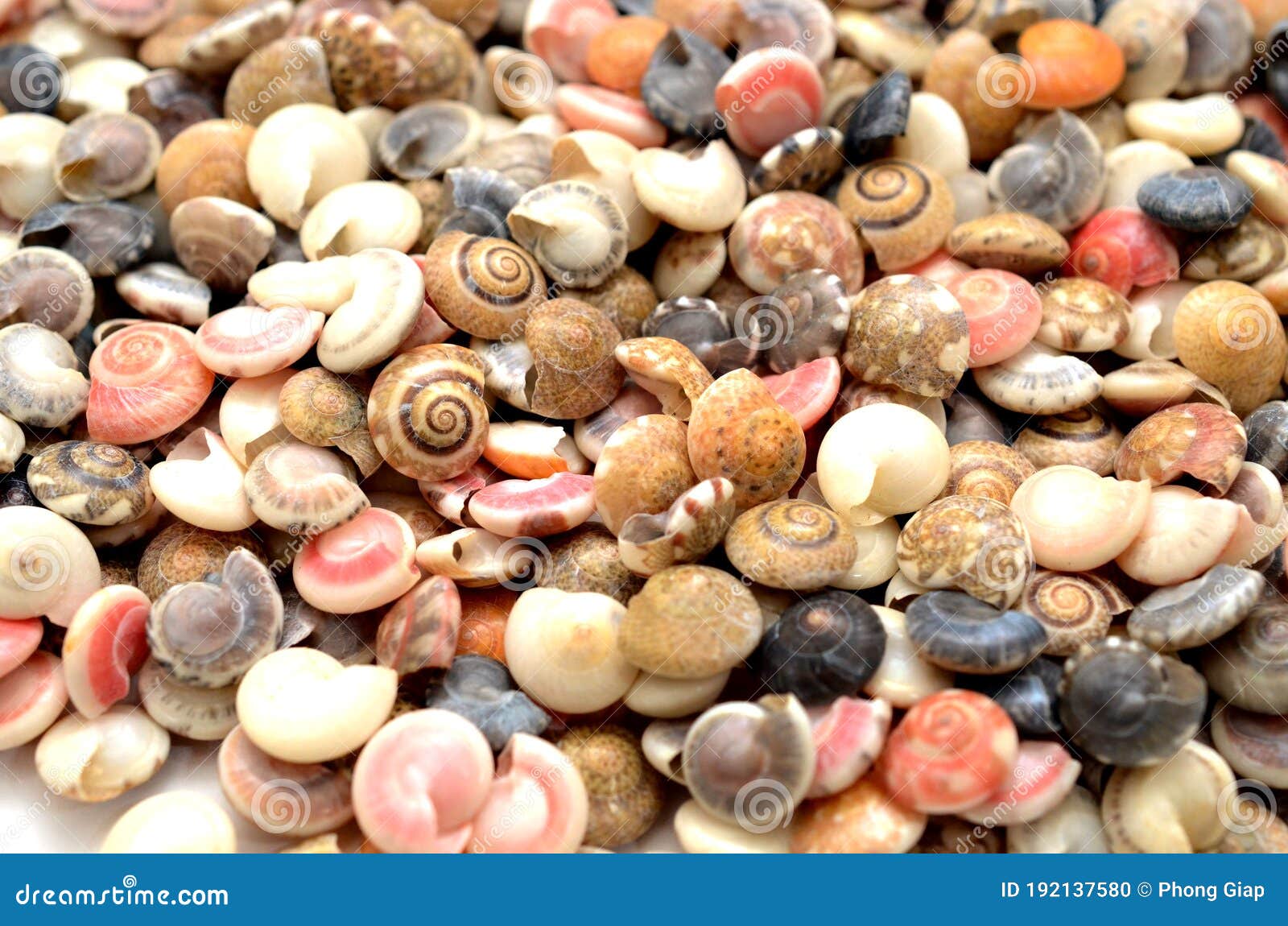 Sea Shells Isolated on White Background. View from Above Stock Photo ...