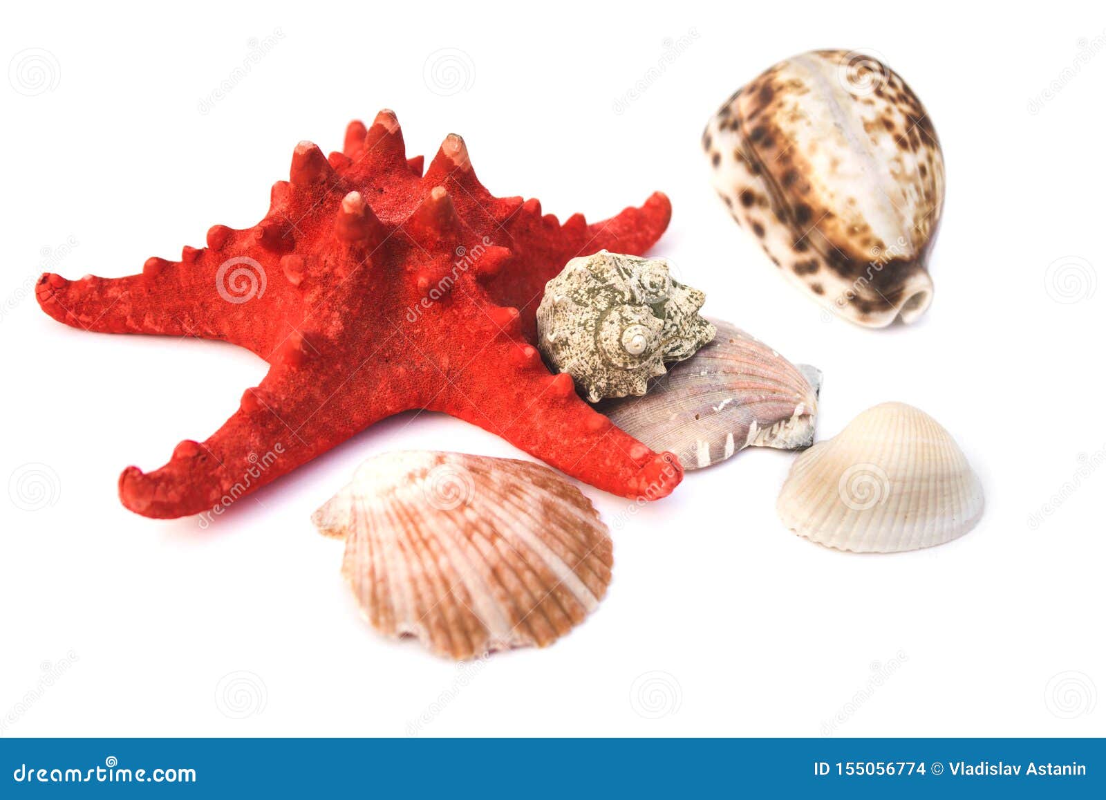 Sea Shells Isolated on White Concept of Living Underwater Organisms ...