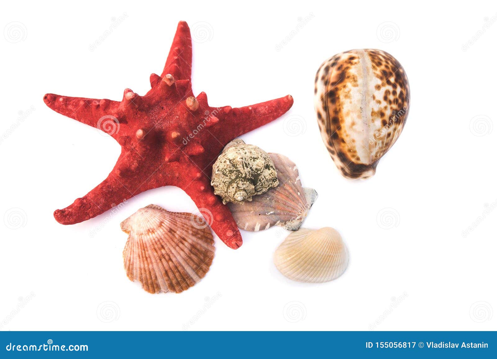 Sea Shells Isolated on White Concept of Living Underwater Organisms ...