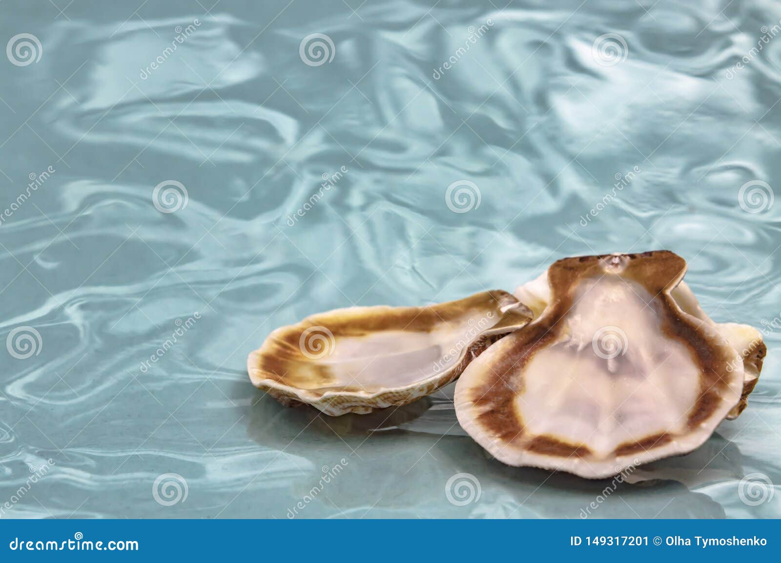 Sea Shells Journey To the Sea Dream and Rest Closeup Stock Image ...