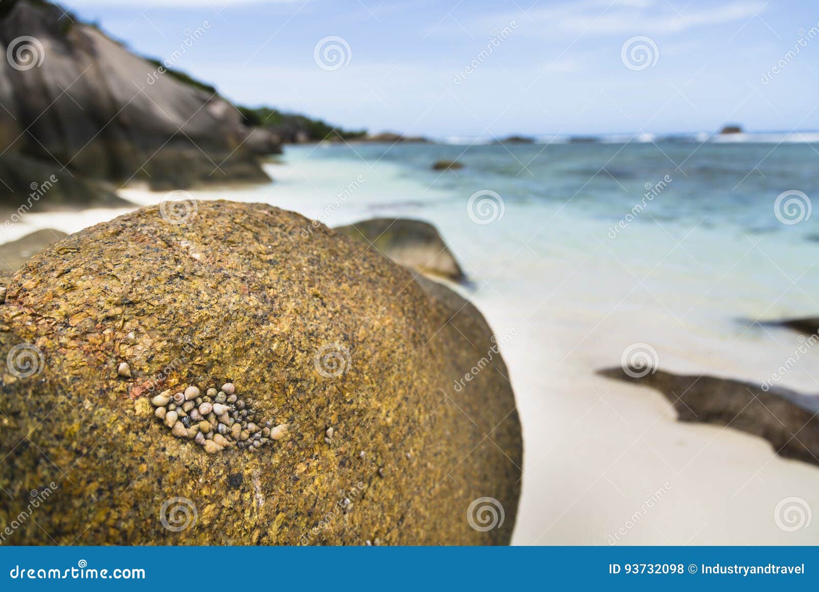Sea Shells, La Digue, Seychelles Stock Photo - Image of beach, shell ...