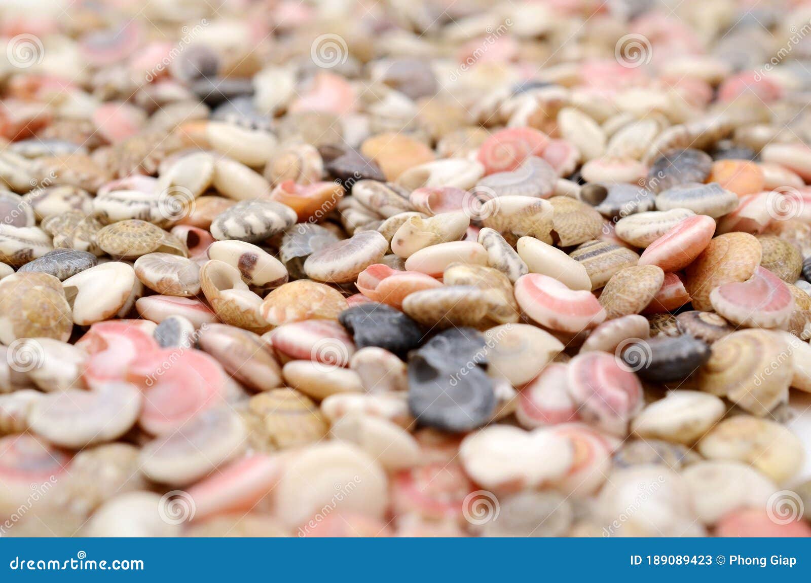 Sea Shells Layout. stock image. Image of spirals, collection - 189089423