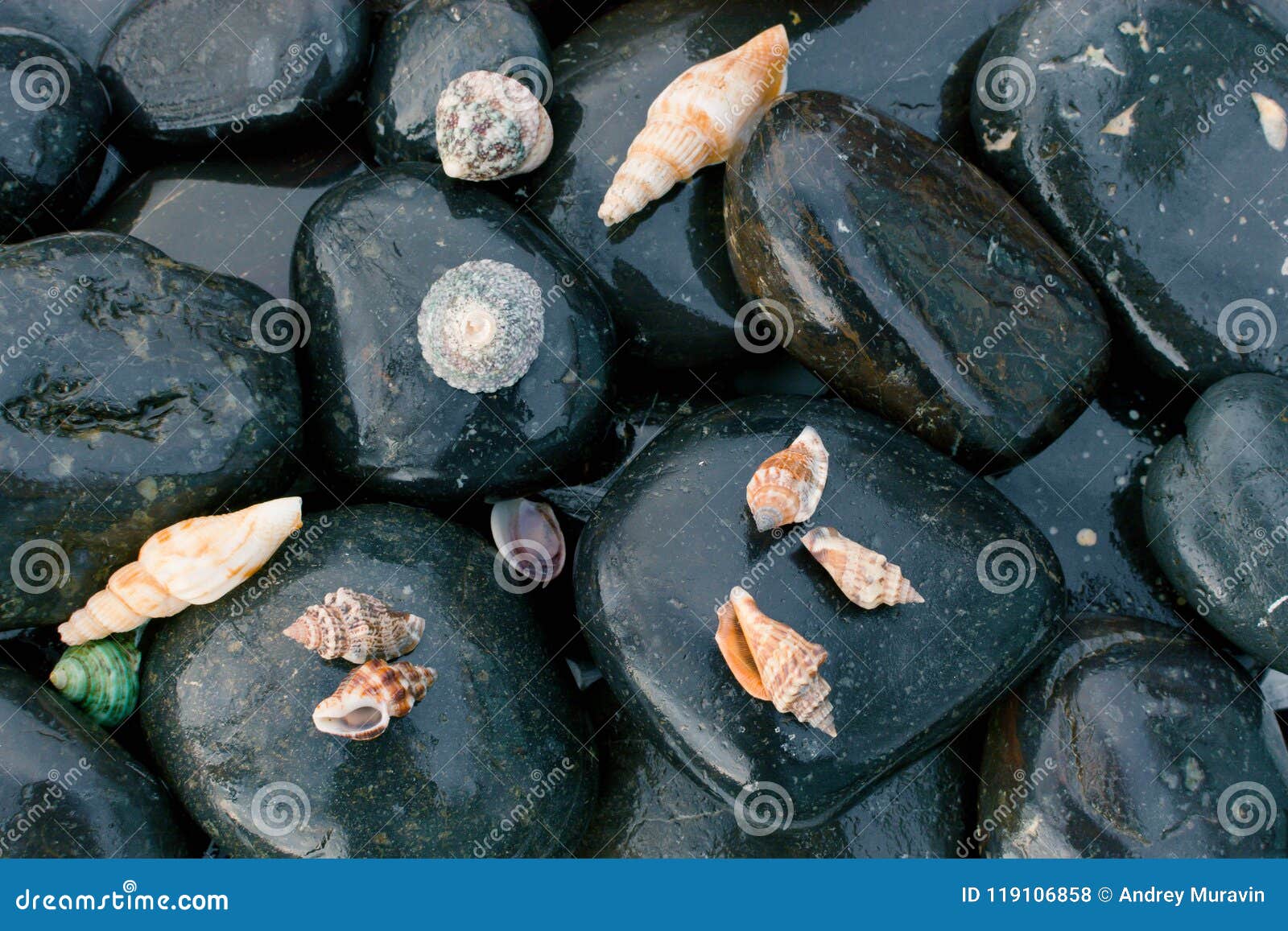 Sea Shells on Black Stones 3 Stock Photo - Image of still, nature ...