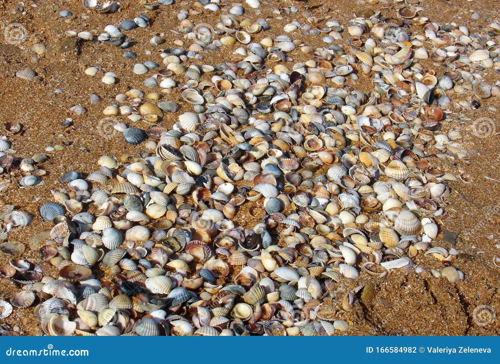 Sea shells lie on the sand stock photo. Image of shells - 166584982