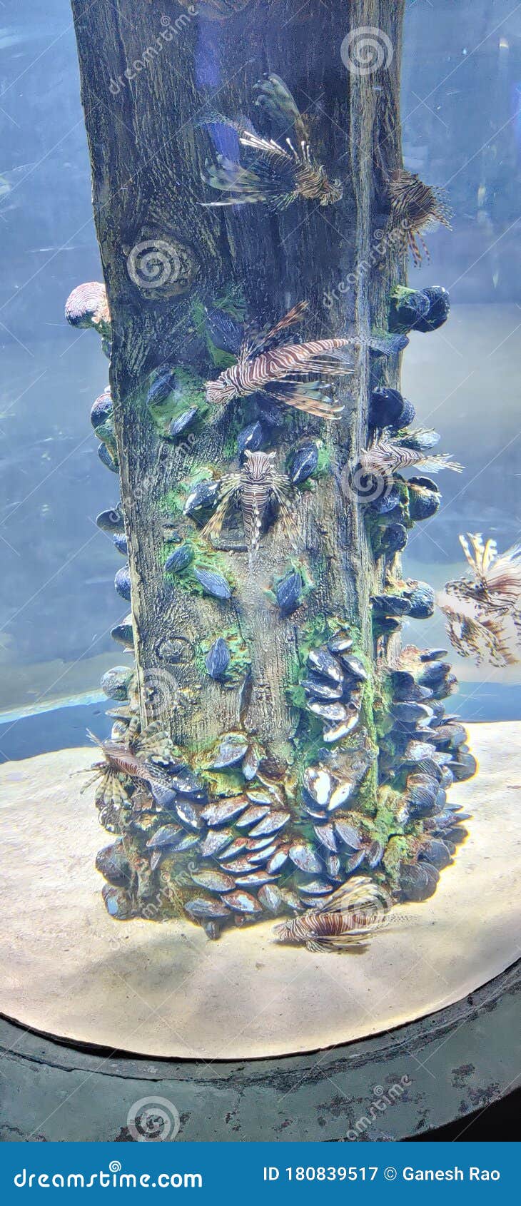 Sea Shells and Lion Fish in Sea View Stock Image - Image of poster ...