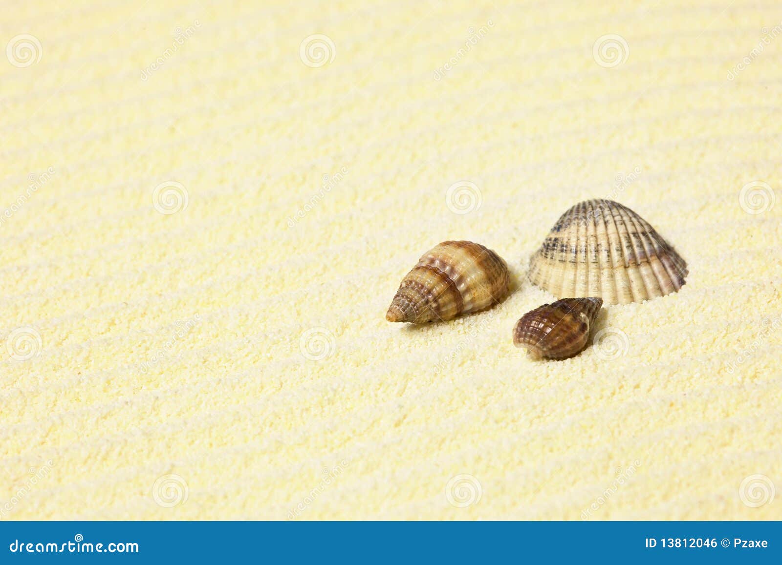 Sea shells lying on beach stock photo. Image of concept - 13812046