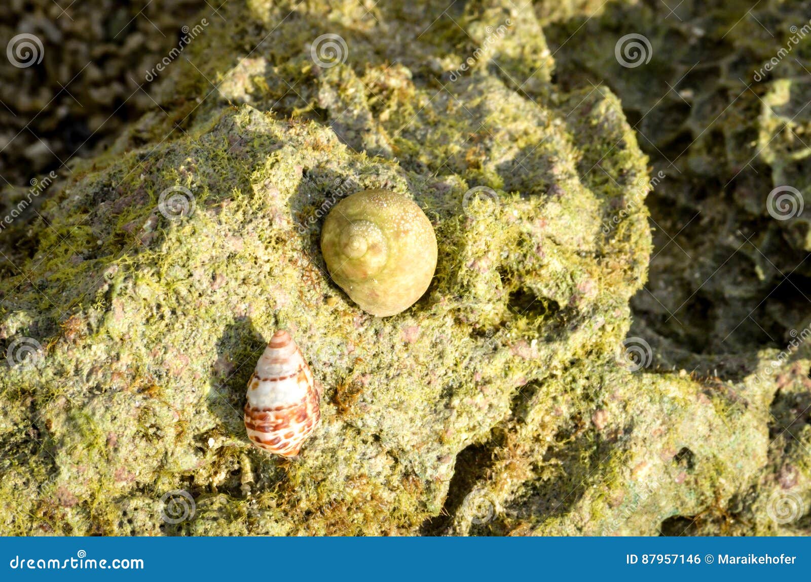 Sea Shells Lying in Coral Reef at the Beach Stock Photo - Image of ...