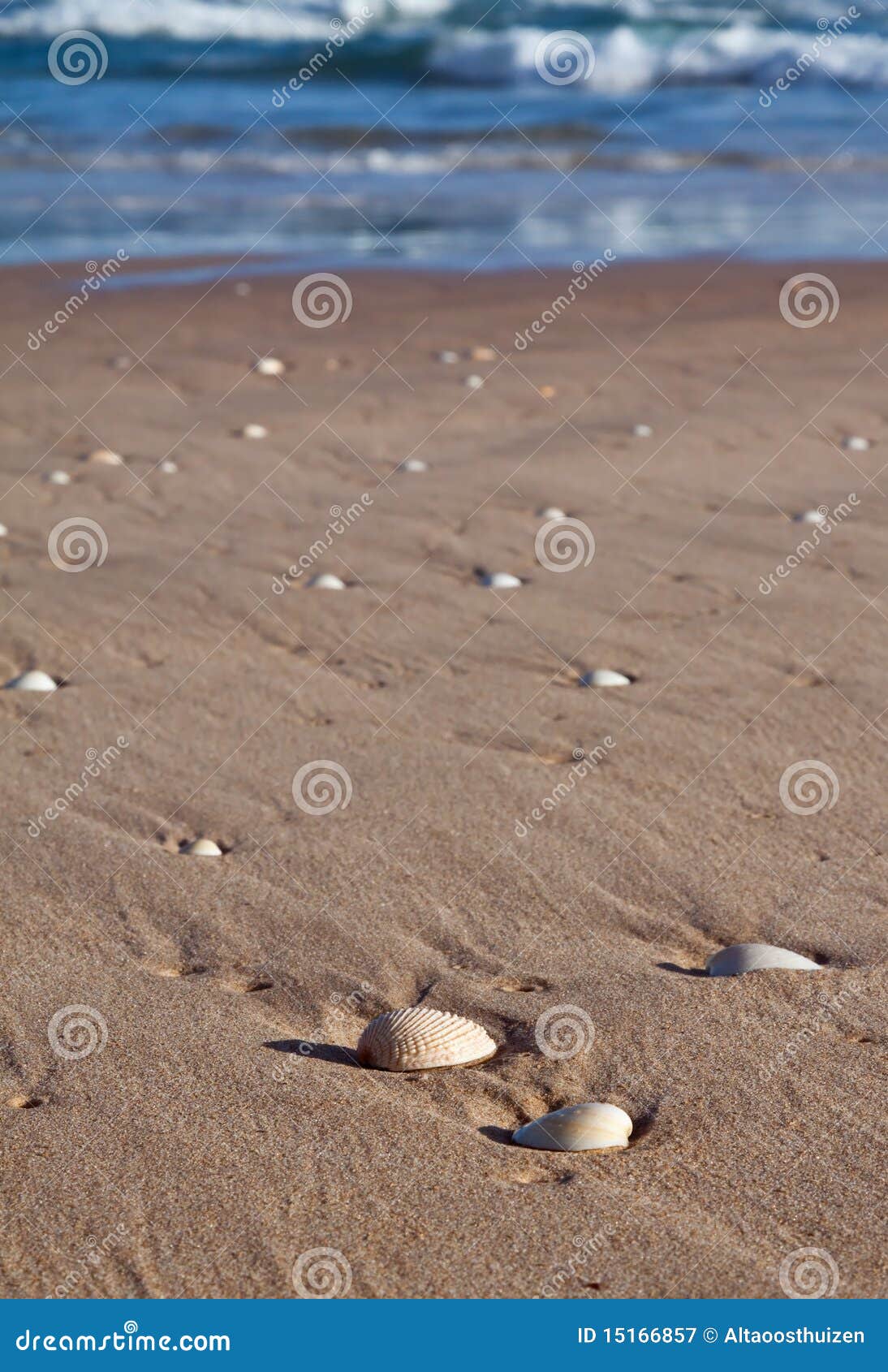Sea Shells Lying in Wet Sand on the Beach Stock Image - Image of beach ...