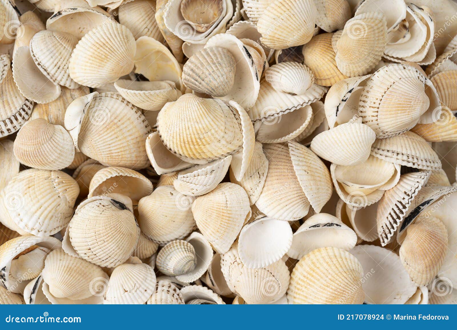Sea Shells Macro Image with High Resolution Stock Photo - Image of ...