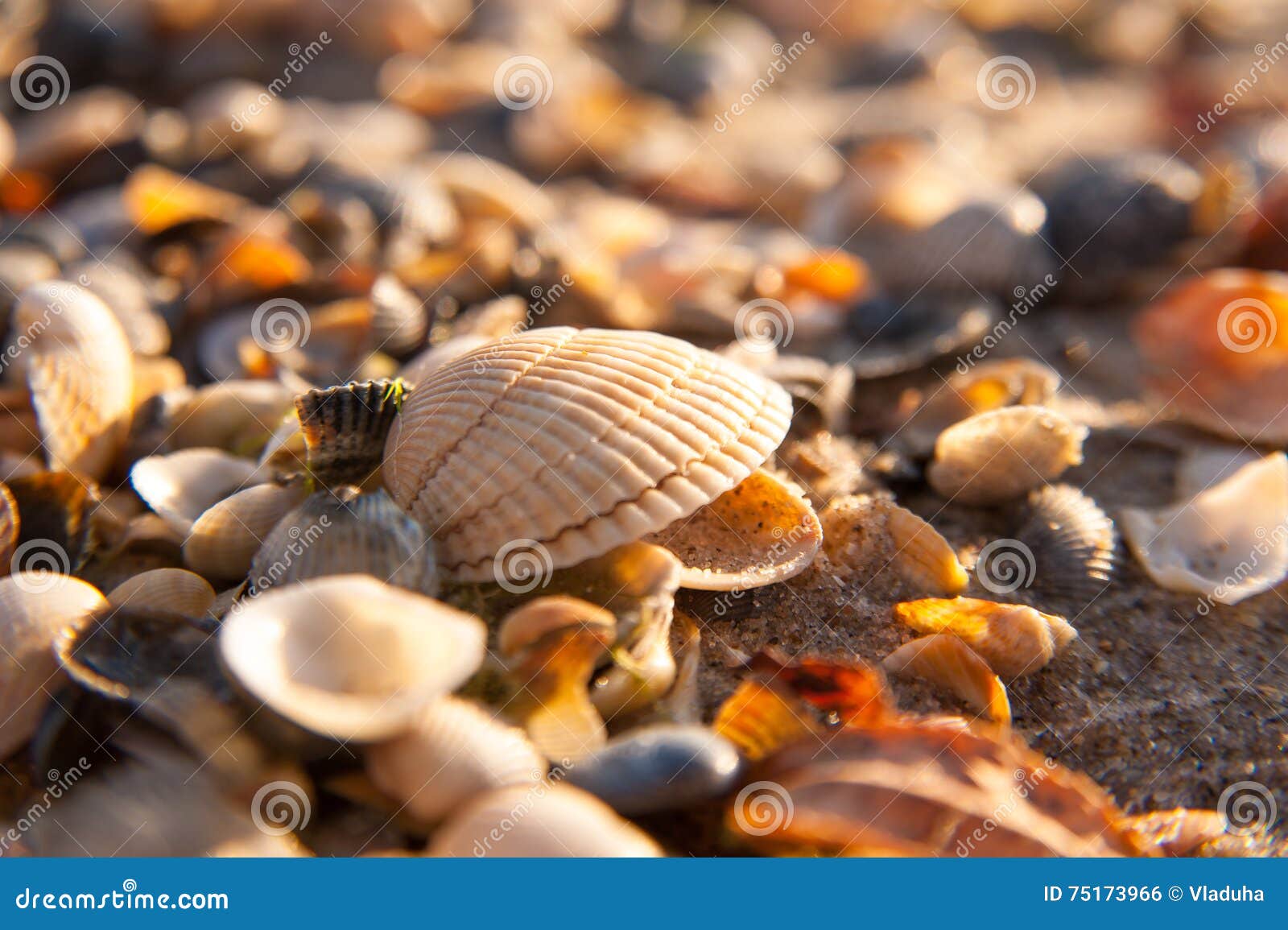 Sea shells stock photo. Image of shells, macro, morning - 75173966