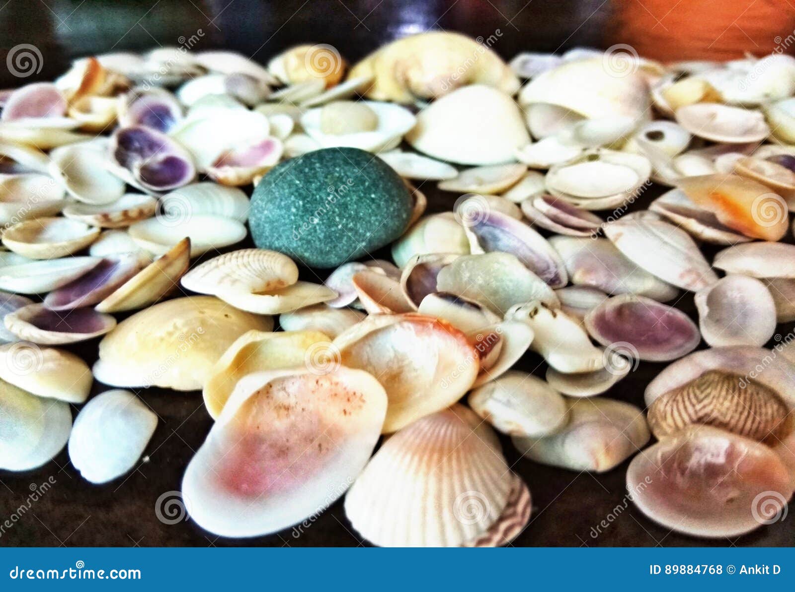 Sea shells stock photo. Image of shells, conchology, shape - 89884768