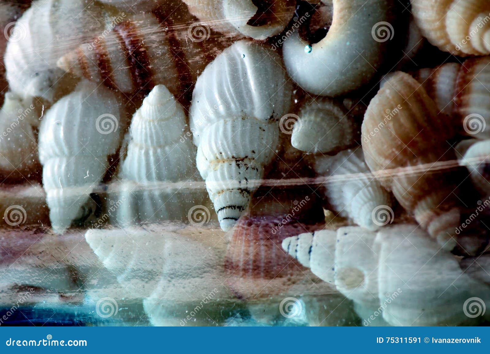 Sea shells stock image. Image of spiral, texture, background - 75311591