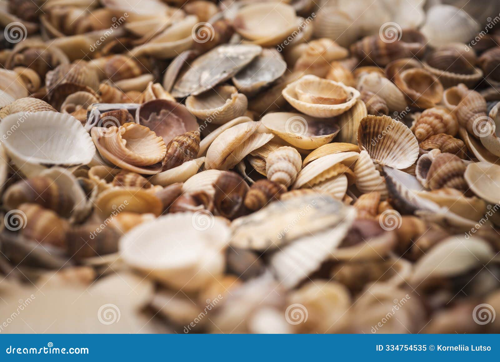 Sea Shells. Marine Mollusk Shell. Marine Background. Texture of the ...