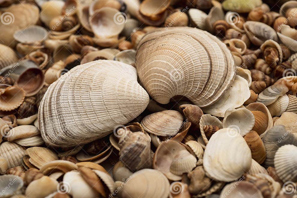 Sea Shells. Marine Mollusk Shell. Marine Background. Texture of the ...