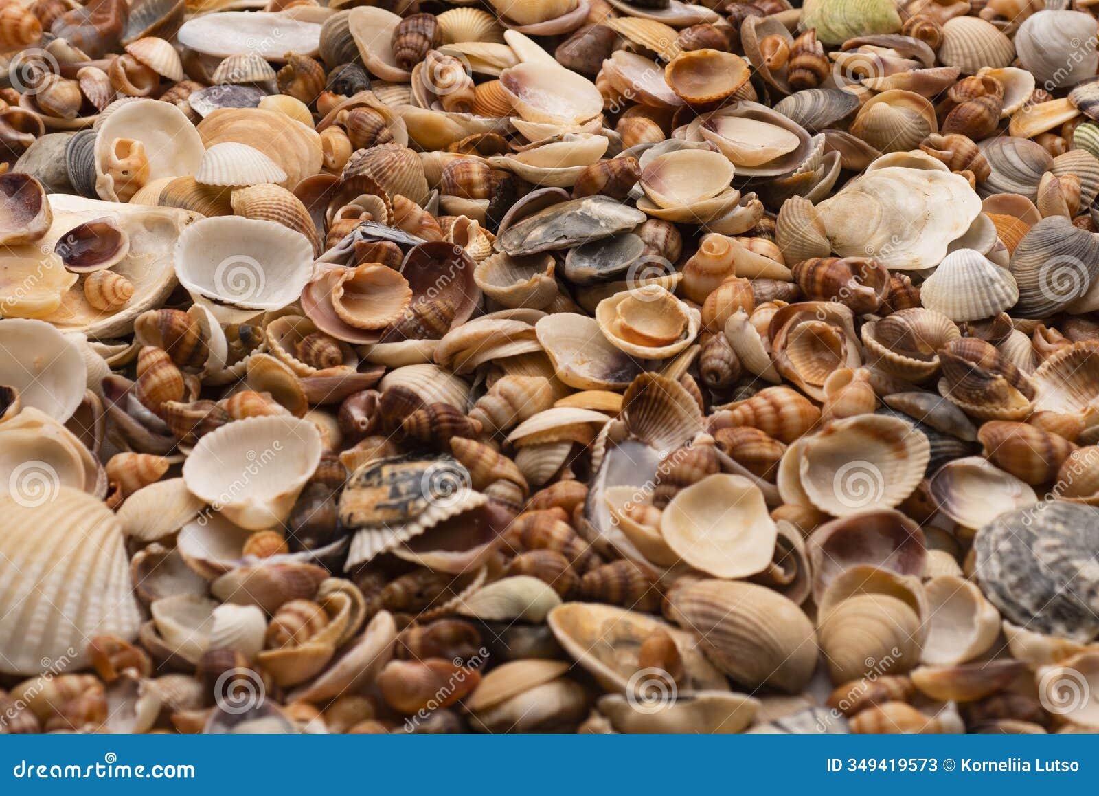 Sea Shells. Marine Mollusk Shell. Marine Background. Texture of the ...