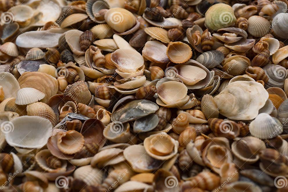 Sea Shells. Marine Mollusk Shell. Marine Background. Texture of the ...