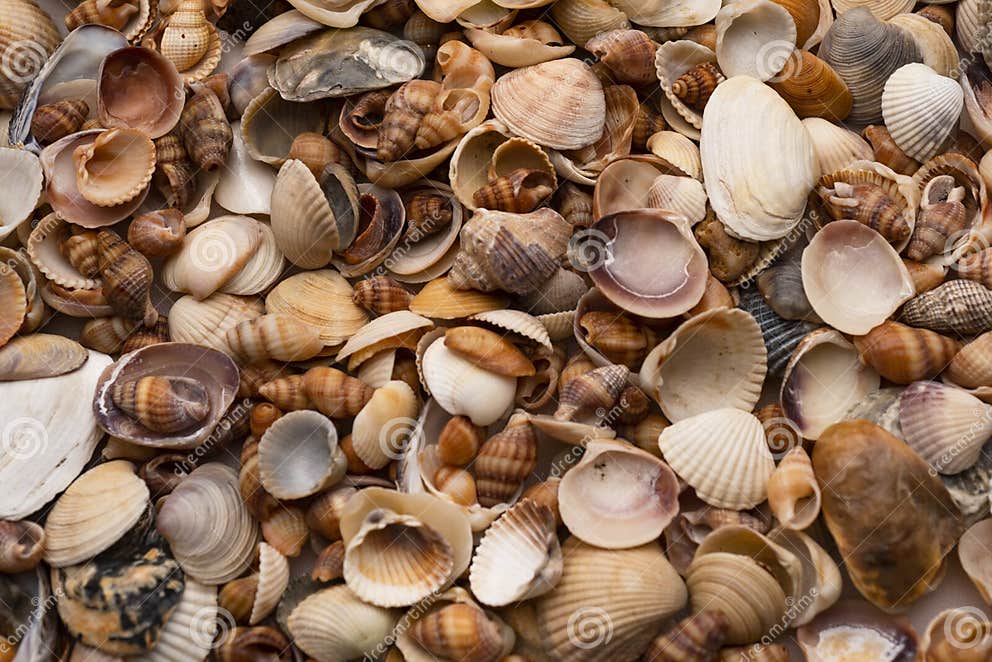 Sea Shells. Marine Mollusk Shell. Marine Background. Texture of the ...