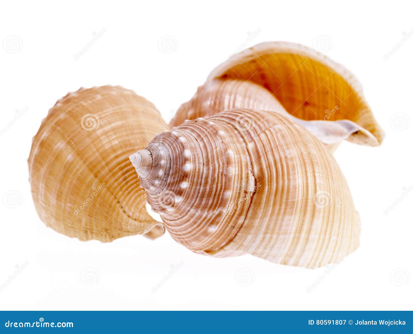 Marine Snails Underwater Caribbean Stock Photos - Free & Royalty-Free ...
