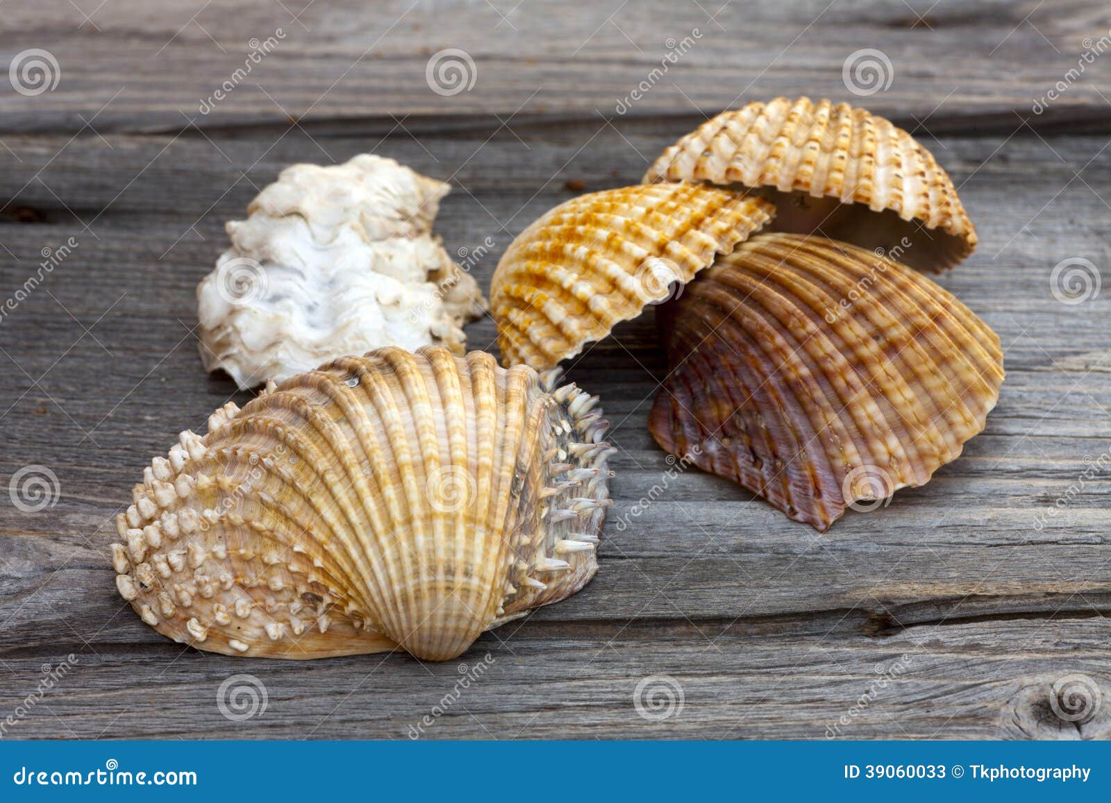 Sea Shells from the Mediterranean Sea Stock Image - Image of mussel ...