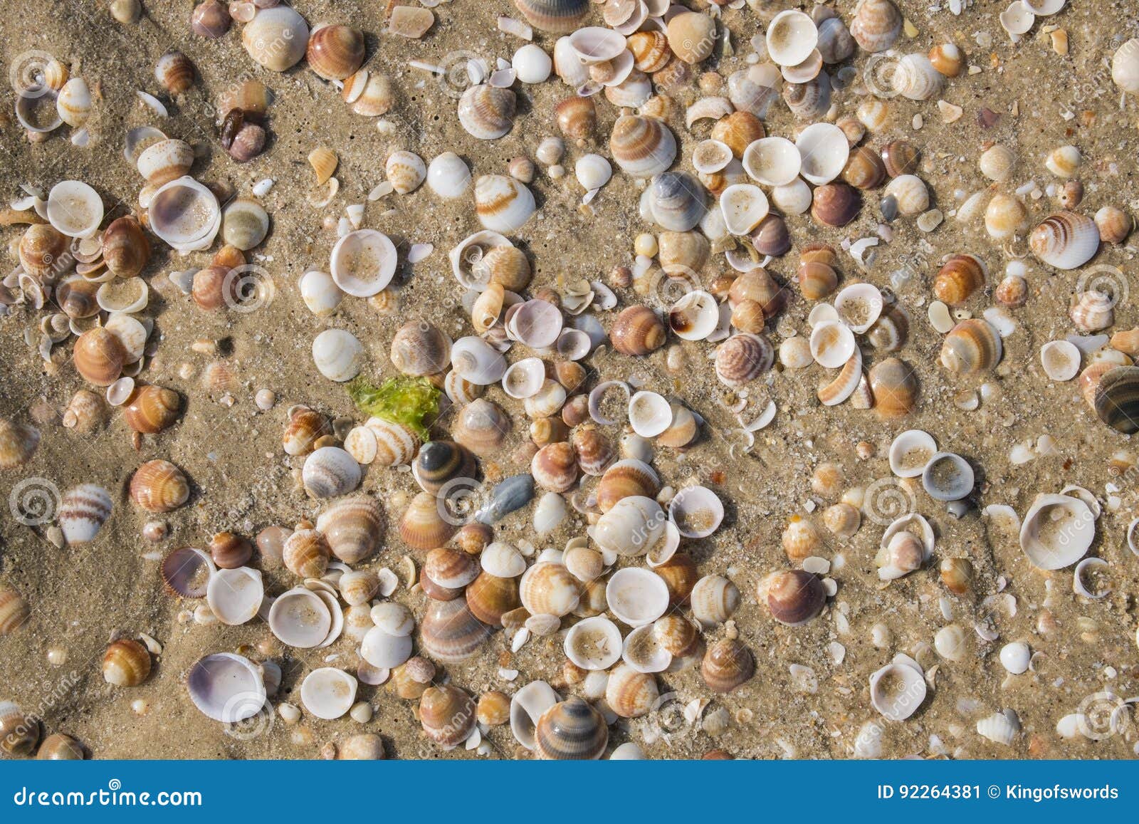 Sea Shells of the Mediterranean Sea Stock Image - Image of seashells ...