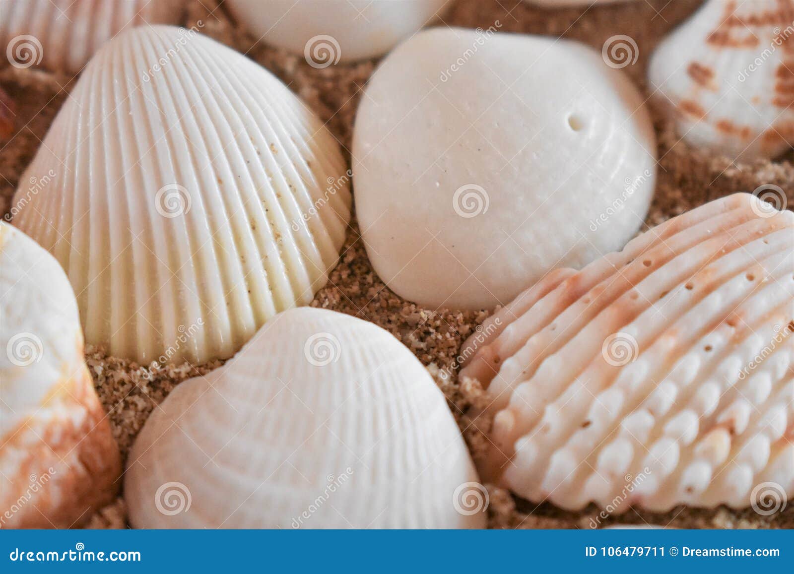 Sea Shells Mexico stock image. Image of photographer - 106479711