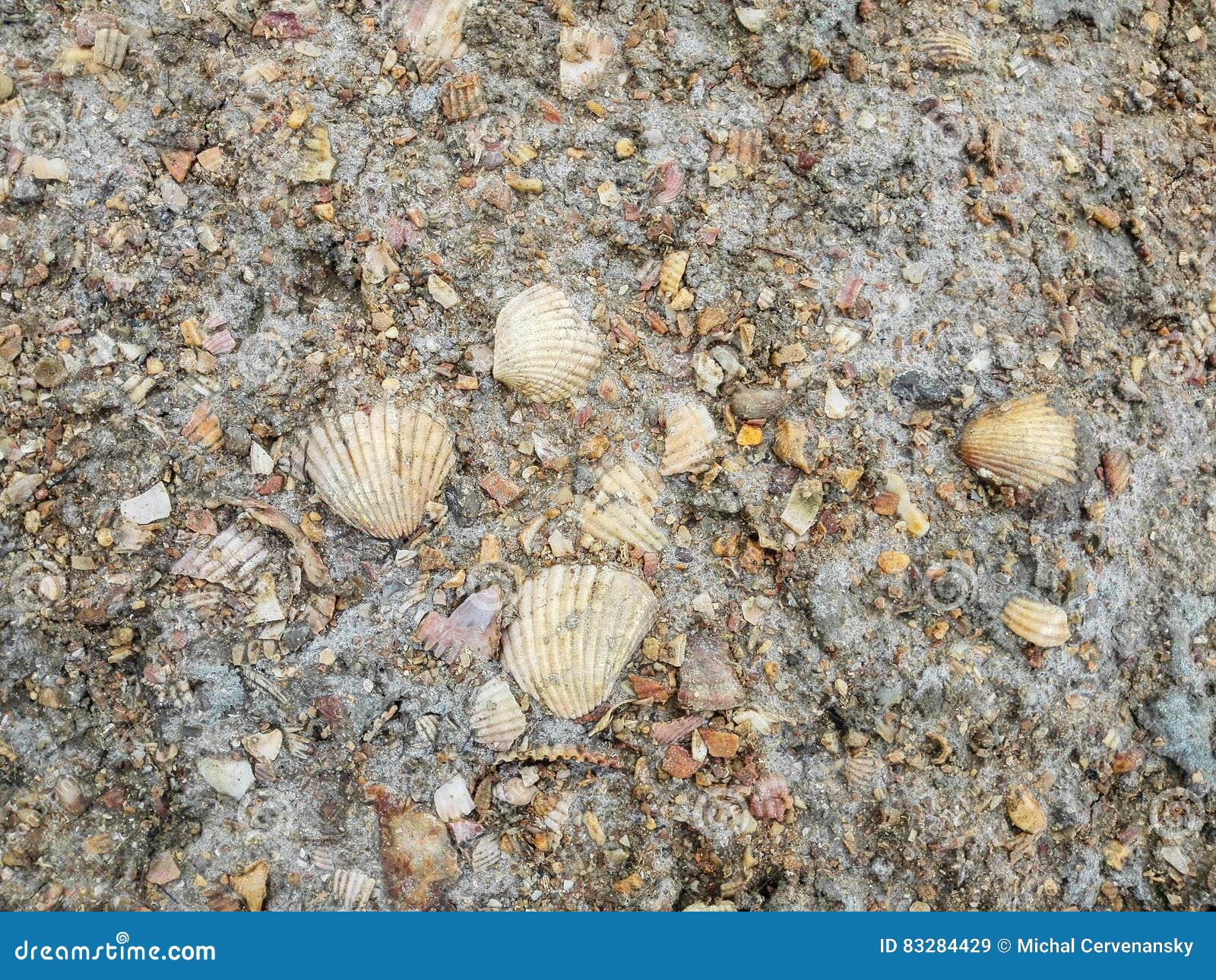Sea Shells in a Mud, Texture Stock Image - Image of evolution, quarry ...