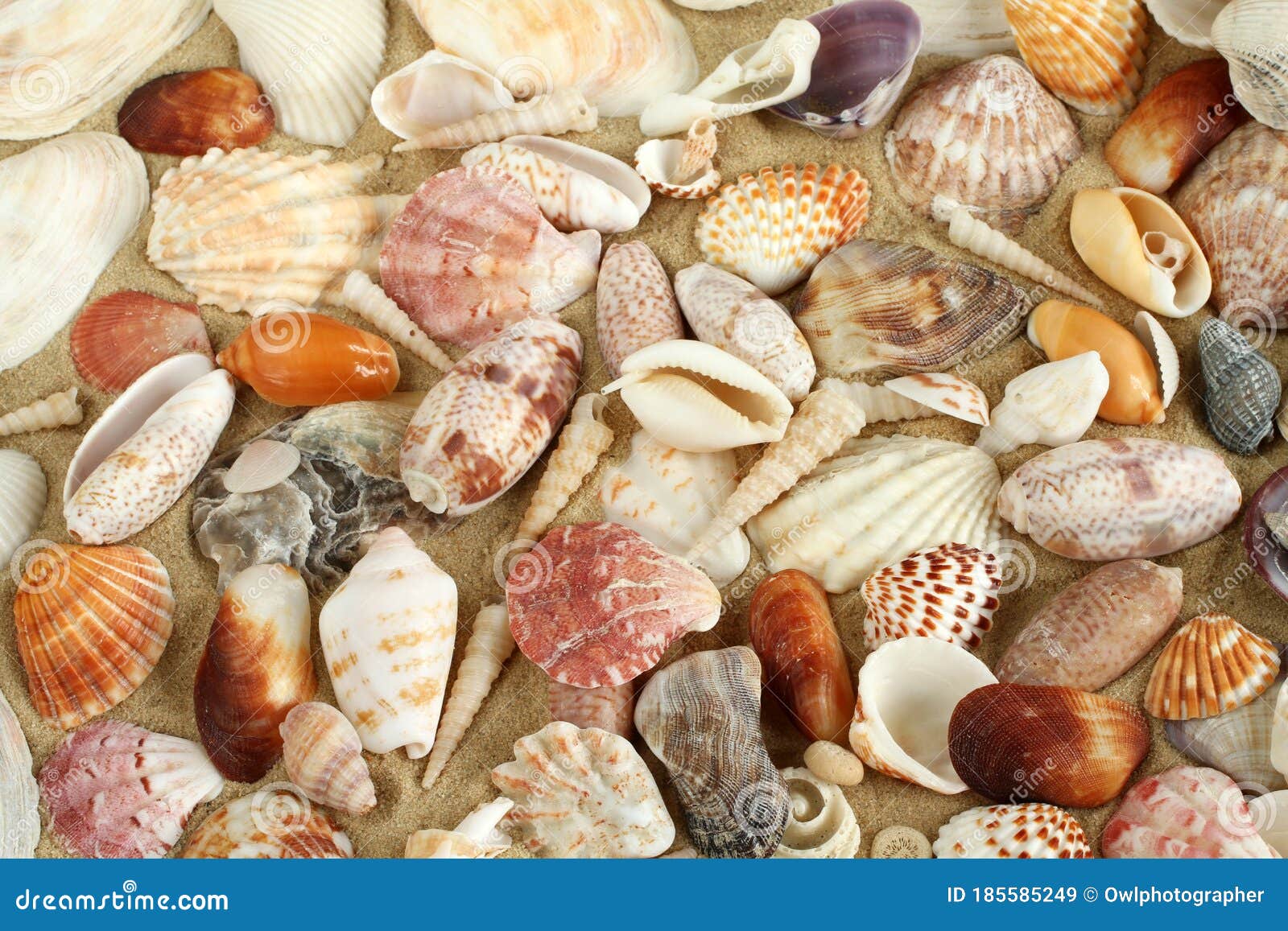 Sea Shells and Mussels on the Sand Stock Image - Image of closeup ...